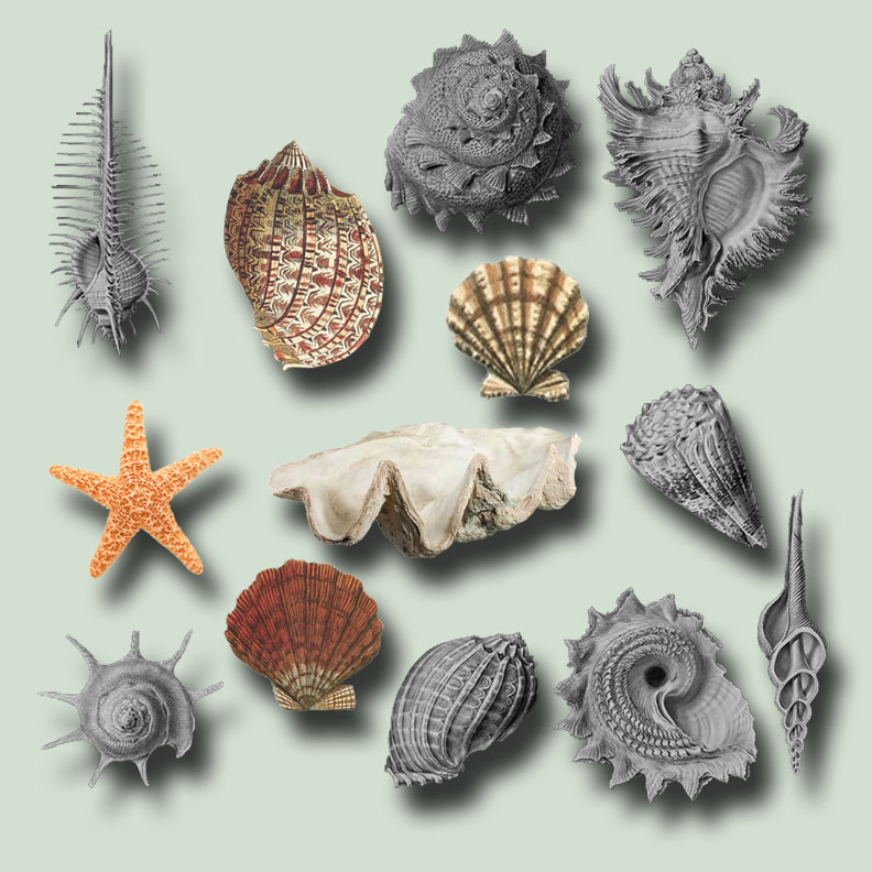 Seashells Pack psd by ravenarcana on DeviantArt