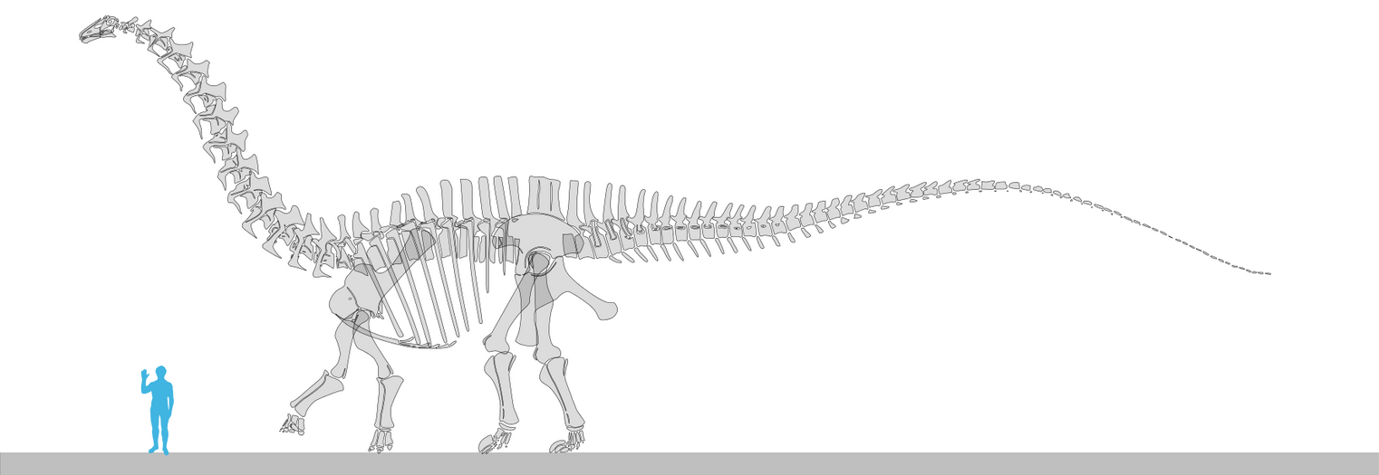 Apatosaurus scale (OMNH 1670) by oghaki on DeviantArt