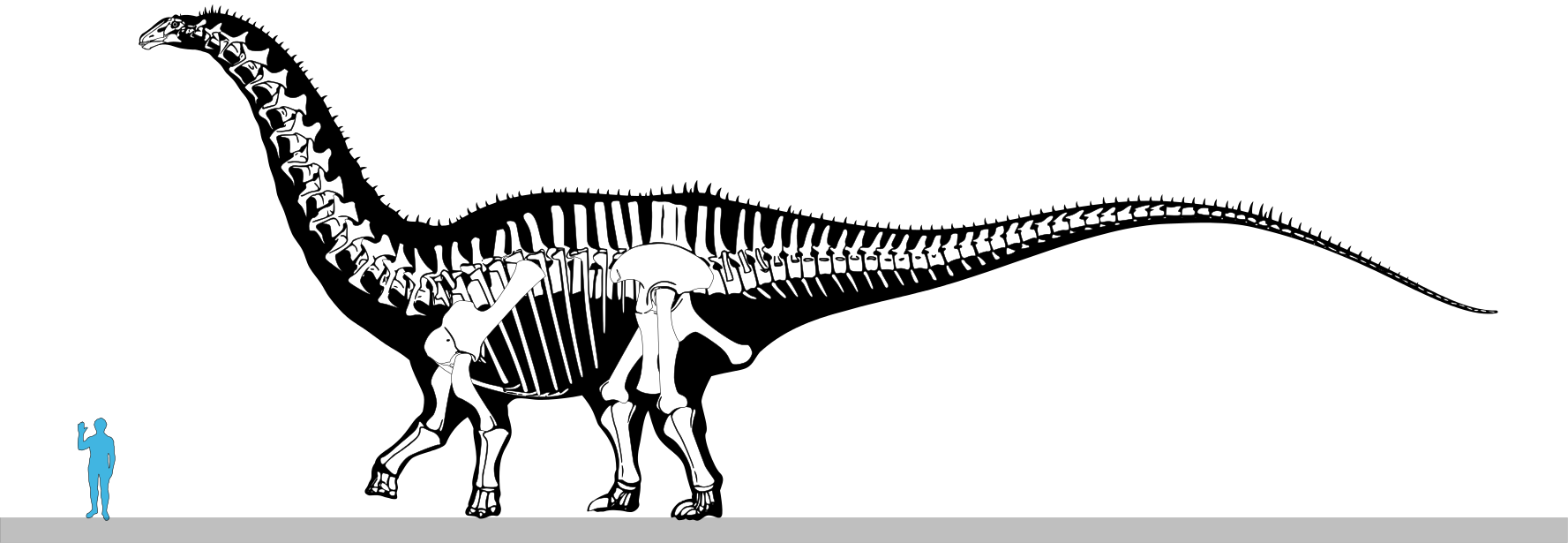 Apatosaurus (OMNH 1670) skeletal drawing by oghaki on DeviantArt