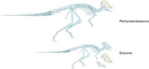 Resting Pachycephalosaurus (skeletal visible) by oghaki on DeviantArt