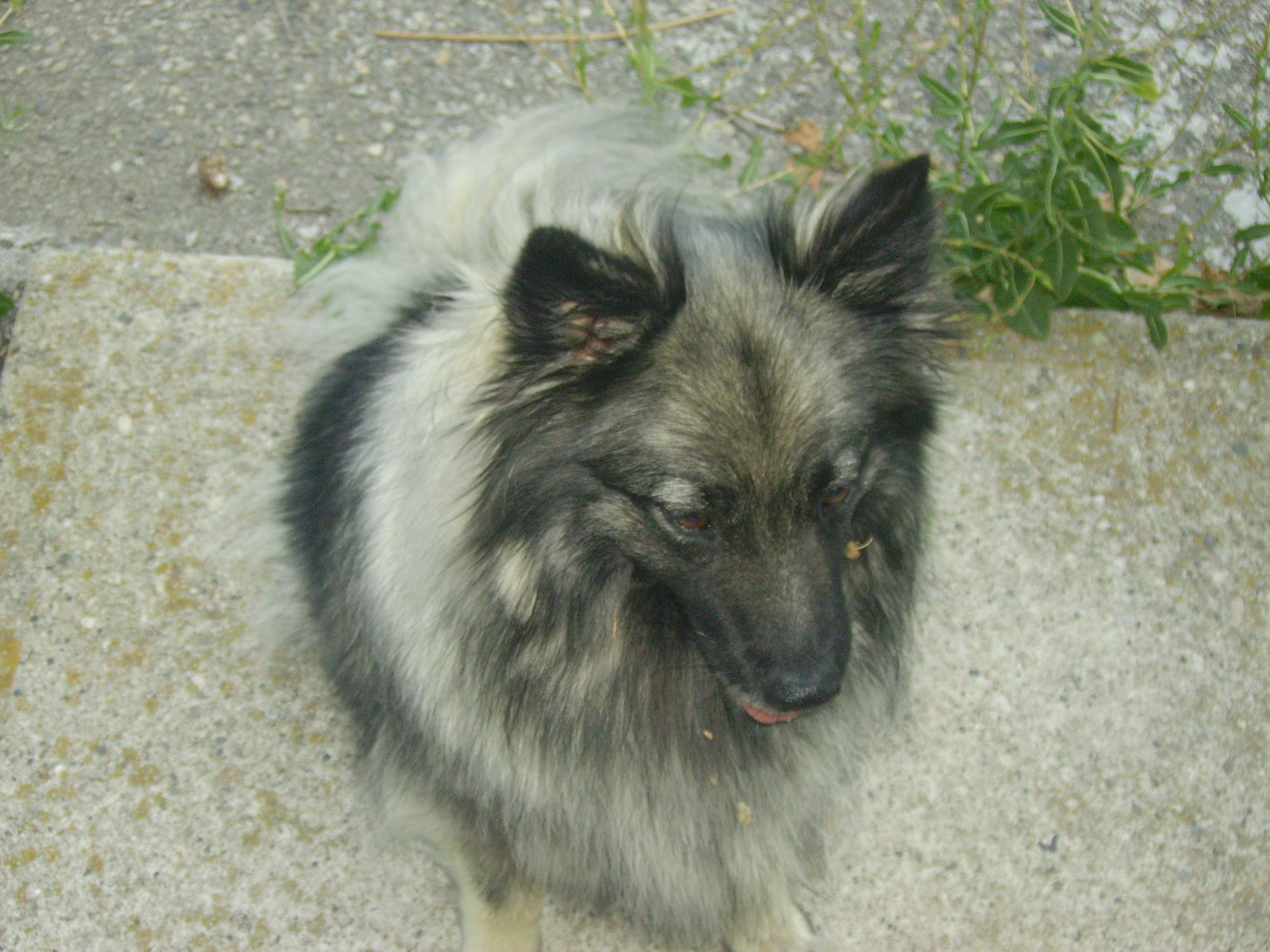 Lotta My Dog Vid by KatsumixGaara on DeviantArt