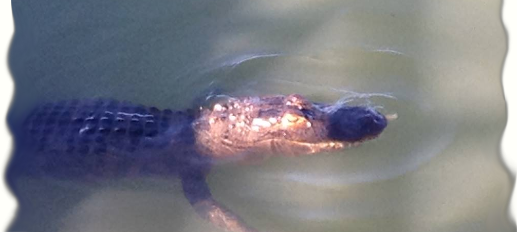 Mr.Gator by Dragon-Burn on DeviantArt
