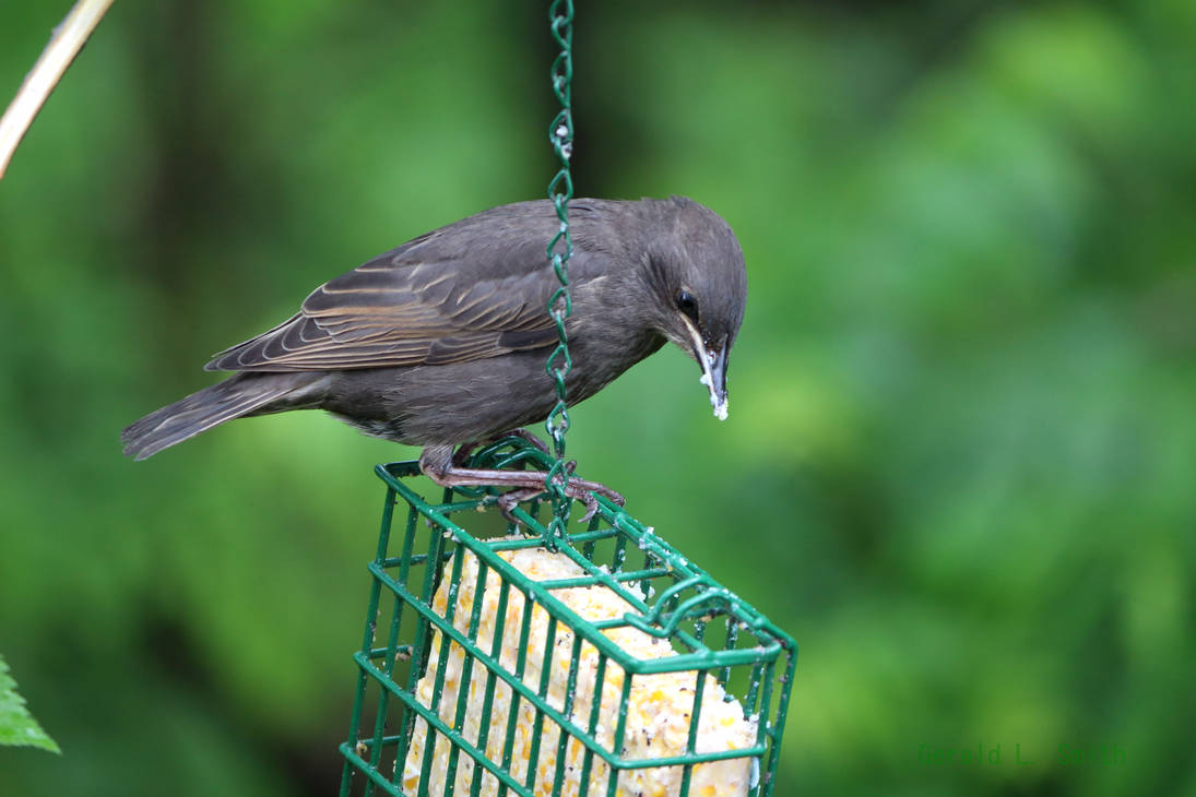 Young Starling Feeding by Gerryanimator on DeviantArt
