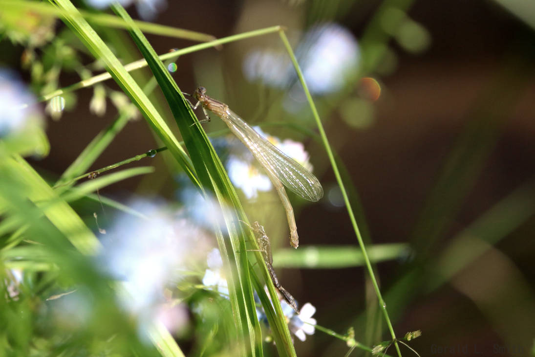 Newly Emerged Damselfly by Gerryanimator on DeviantArt Newly Emerged Damselfly by Gerryanimator on DeviantArt
