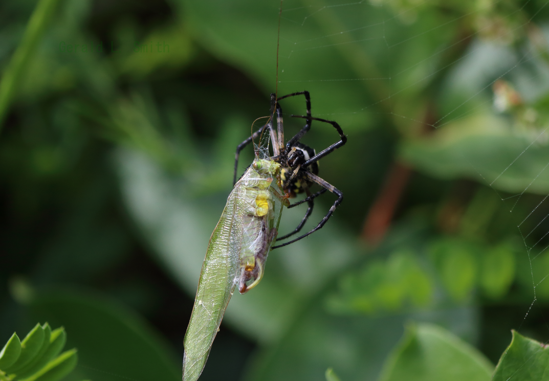 Katydid meal by Gerryanimator on DeviantArt