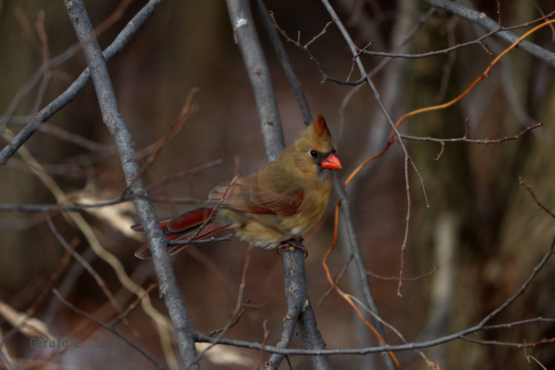 Female Cardinal 2 by Gerryanimator on DeviantArt