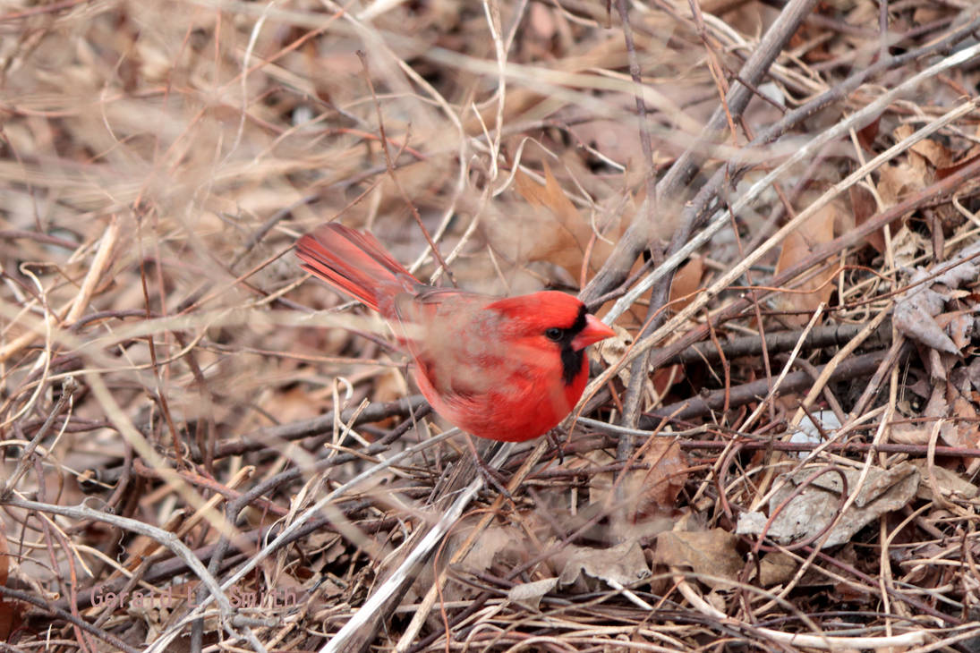 Northern Cardinal 12 by Gerryanimator on DeviantArt