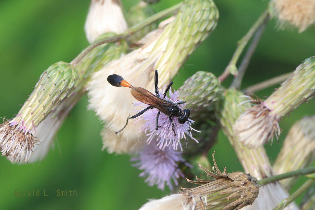 Thread-waisted wasp 2 by Gerryanimator on DeviantArt