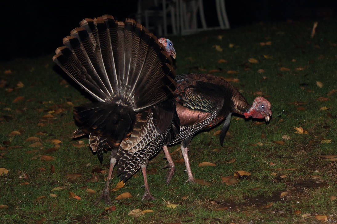 Turkey Combat by Gerryanimator on DeviantArt