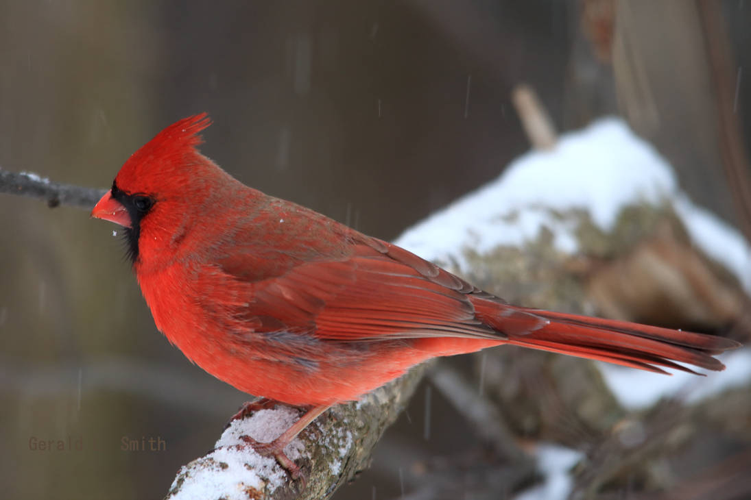 Northern Cardinal 17 by Gerryanimator on DeviantArt