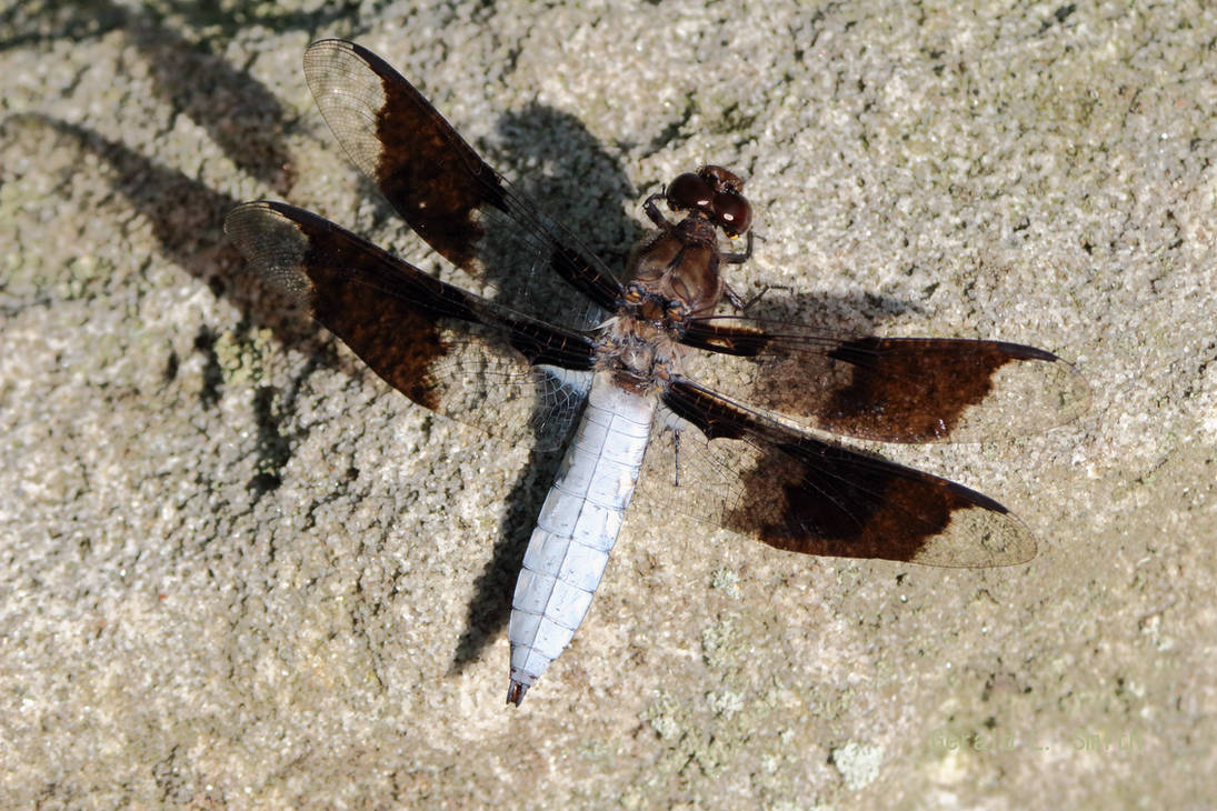 Common Whitetail Skimmer by Gerryanimator on DeviantArt