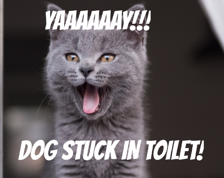 LOLCAT by BALLORASOKEWL on DeviantArt