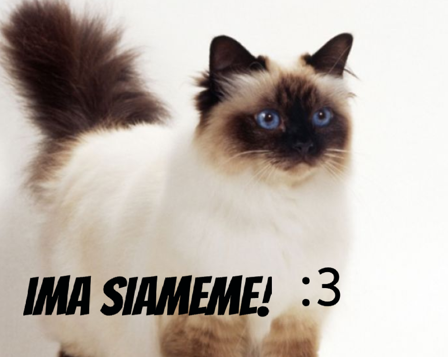 LOLCAT by BALLORASOKEWL on DeviantArt