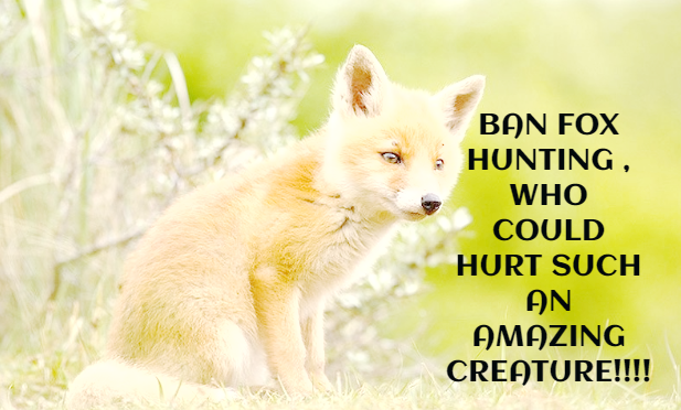 BAN FOX HUNTING !! by RedLightningFox on DeviantArt