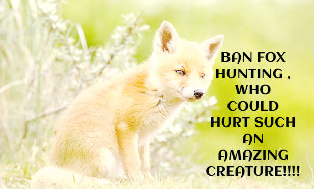BAN FOX HUNTING !! by RedLightningFox on DeviantArt