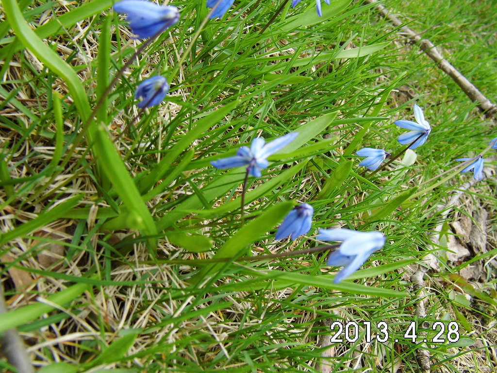 Blue spring flowers by evilbunnyqueen on DeviantArt