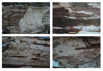 Paperbark Textures by SunOwl on DeviantArt