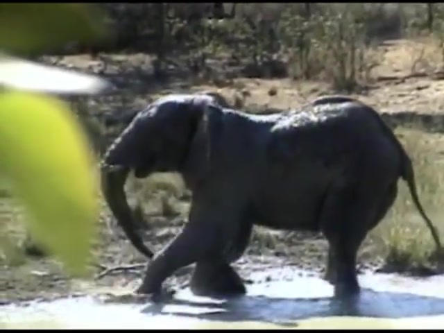 Elephant slips and sneezes by ChipmunkRaccoonOz on DeviantArt