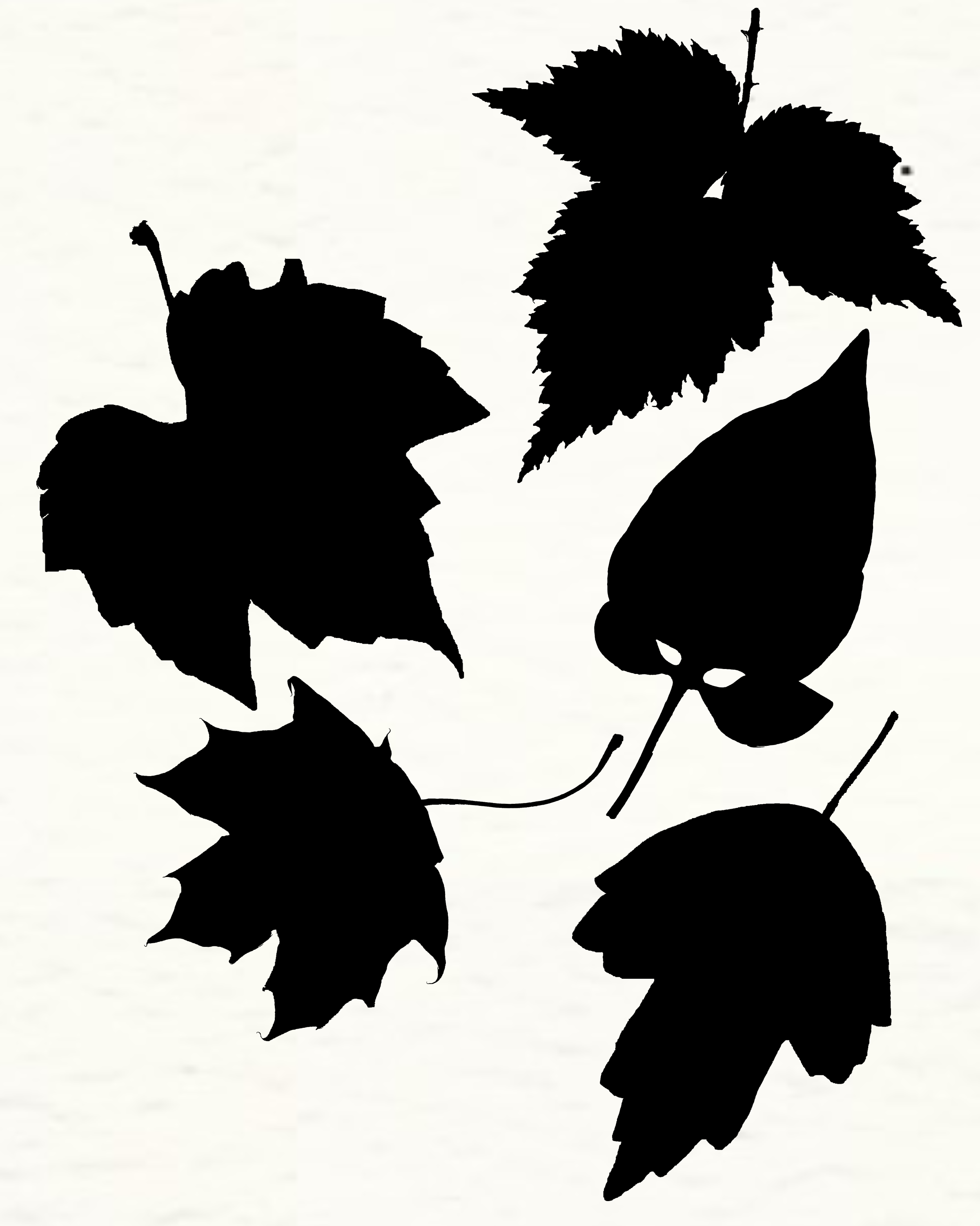 Backyard Leaves custom shapes by nirbhao on DeviantArt
