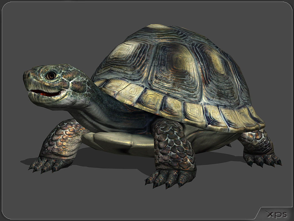 Turtle by aleksiszet by aleksiszet on DeviantArt