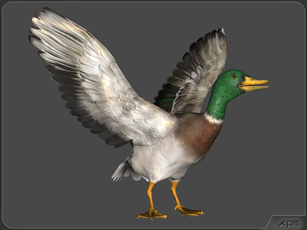 Duck by aleksiszet by aleksiszet on DeviantArt