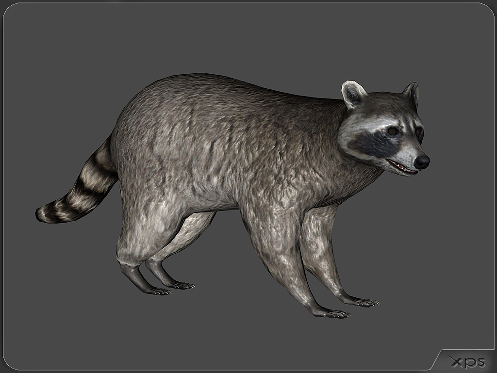 Raccoon by aleksiszet by aleksiszet on DeviantArt