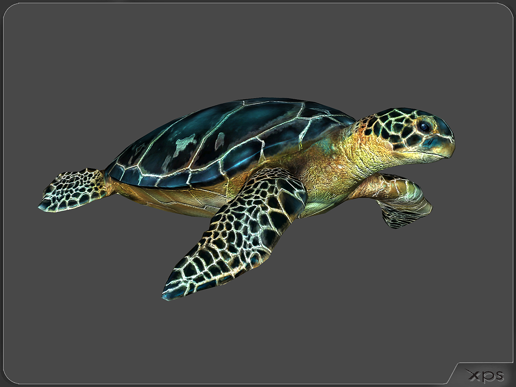 Sea Turtle by aleksiszet by aleksiszet on DeviantArt