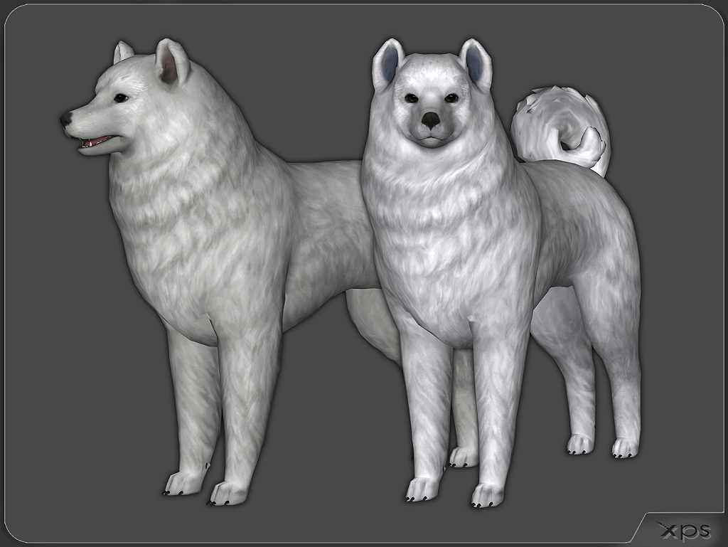 American Eskimo Dog (TS4) by aleksiszet by aleksiszet on DeviantArt