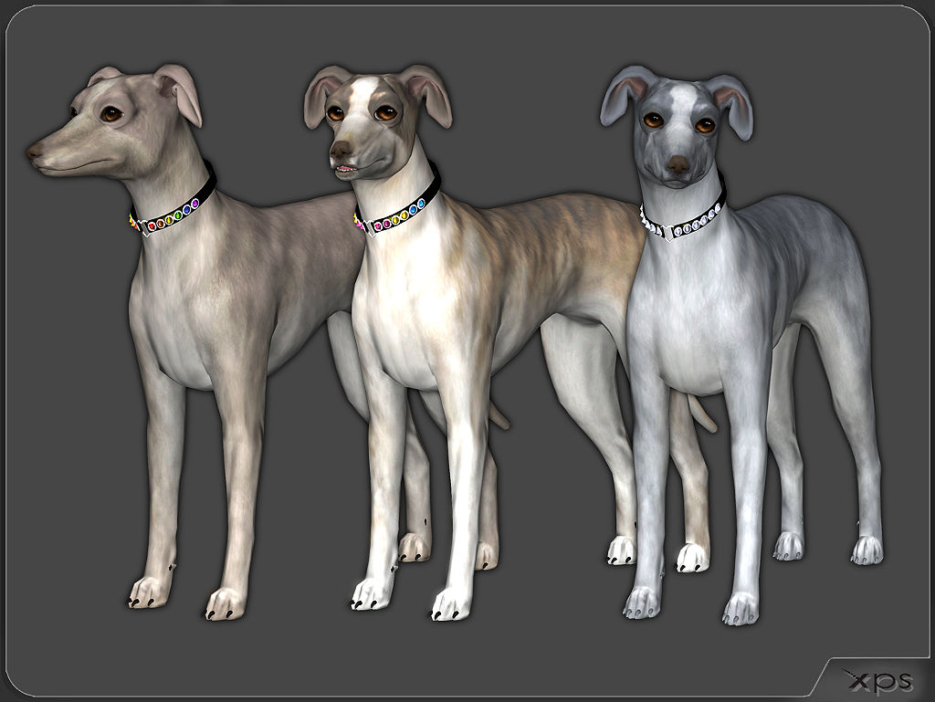 Dog Whippet (TS4) by aleksiszet by aleksiszet on DeviantArt
