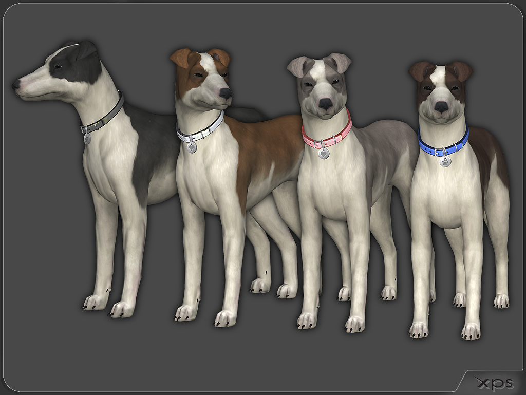 Dog Smooth Fox Terrier (TS4) by aleksiszet by aleksiszet on DeviantArt
