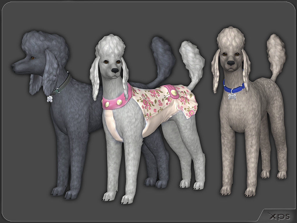 Dog Poodle v.3 (TS4) by aleksiszet by aleksiszet on DeviantArt