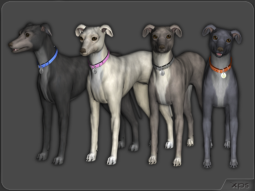 Dog Levretka (TS4) by aleksiszet by aleksiszet on DeviantArt