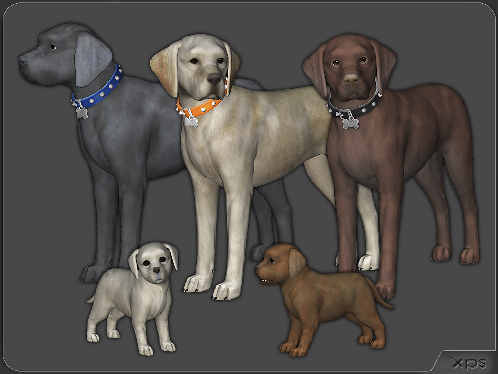 Dog Labrador Retriever (TS4) by aleksiszet by aleksiszet on DeviantArt
