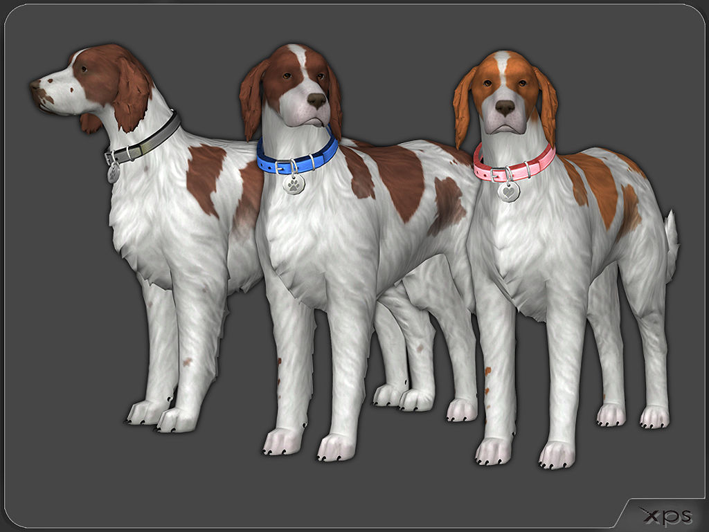 Dog Irish Red and White Setter (TS4) by aleksiszet on DeviantArt