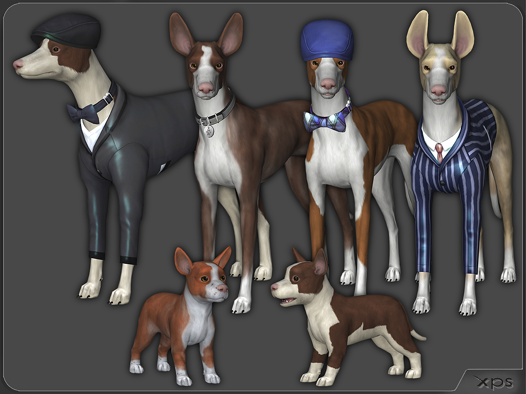 Dog Ibizan Hound (TS4) by aleksiszet by aleksiszet on DeviantArt