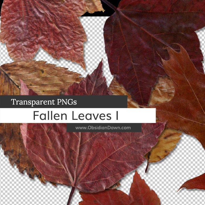 Fallen Leaves PNGs by redheadstock on DeviantArt