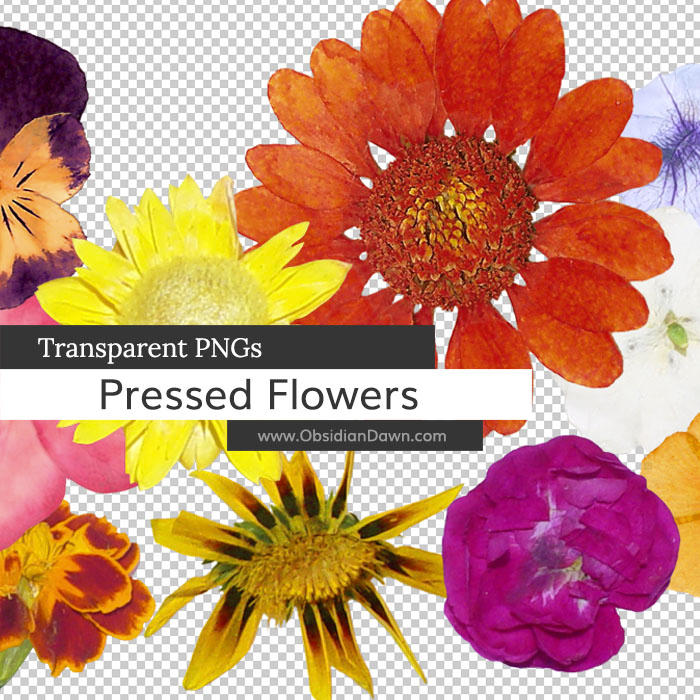 Pressed Flowers PNGs by redheadstock on DeviantArt