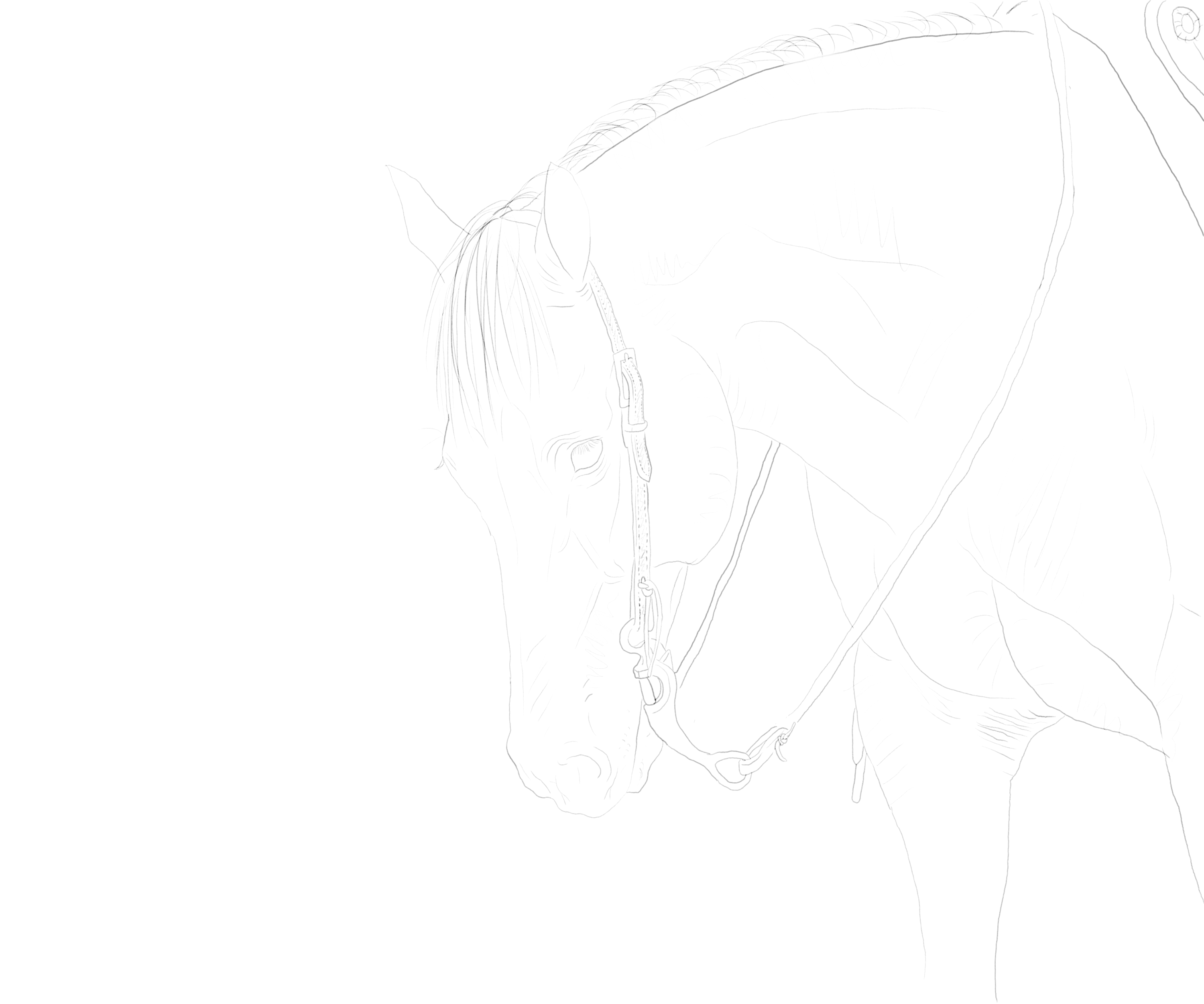 Lineart quarter horse headshot by Keleai on DeviantArt