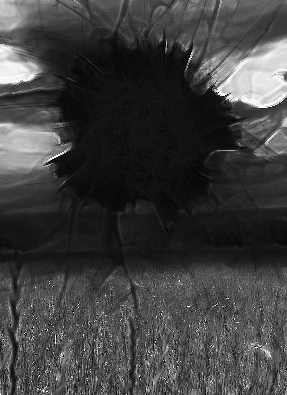 Shadow Sun by ImmortalizedLies on DeviantArt