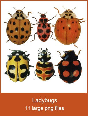 Ladybug pngs by KingaBritschgi on DeviantArt