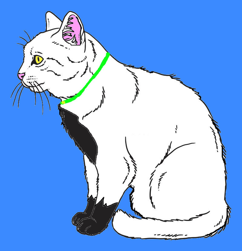 Purple Streak cat by xXthedetectivexX2004 on DeviantArt