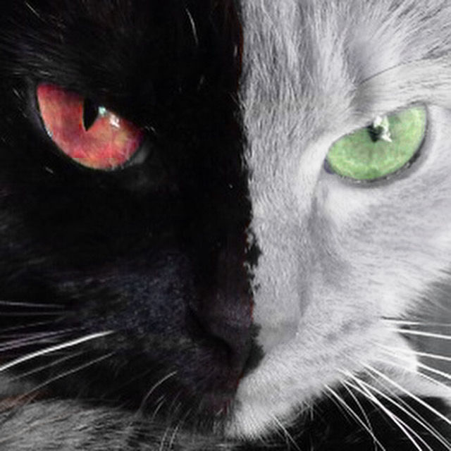 Venus the Cat (photoshopped) by catphotoshop on DeviantArt
