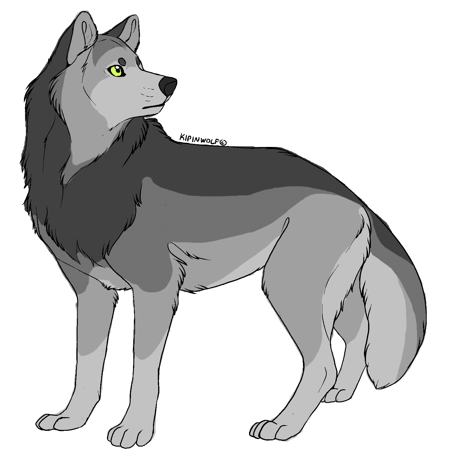 Random grey wolf I decided to color by Kikkatar on DeviantArt