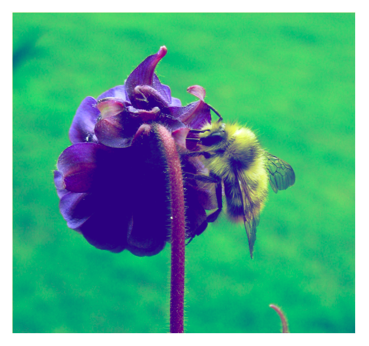 Retrieving Nectar by Echo-desu on DeviantArt
