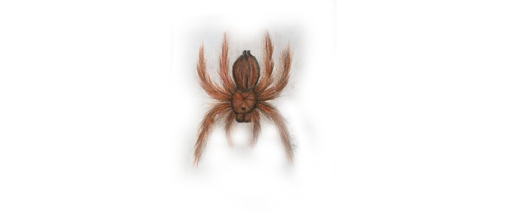 Fire Spider by breanna223 on DeviantArt