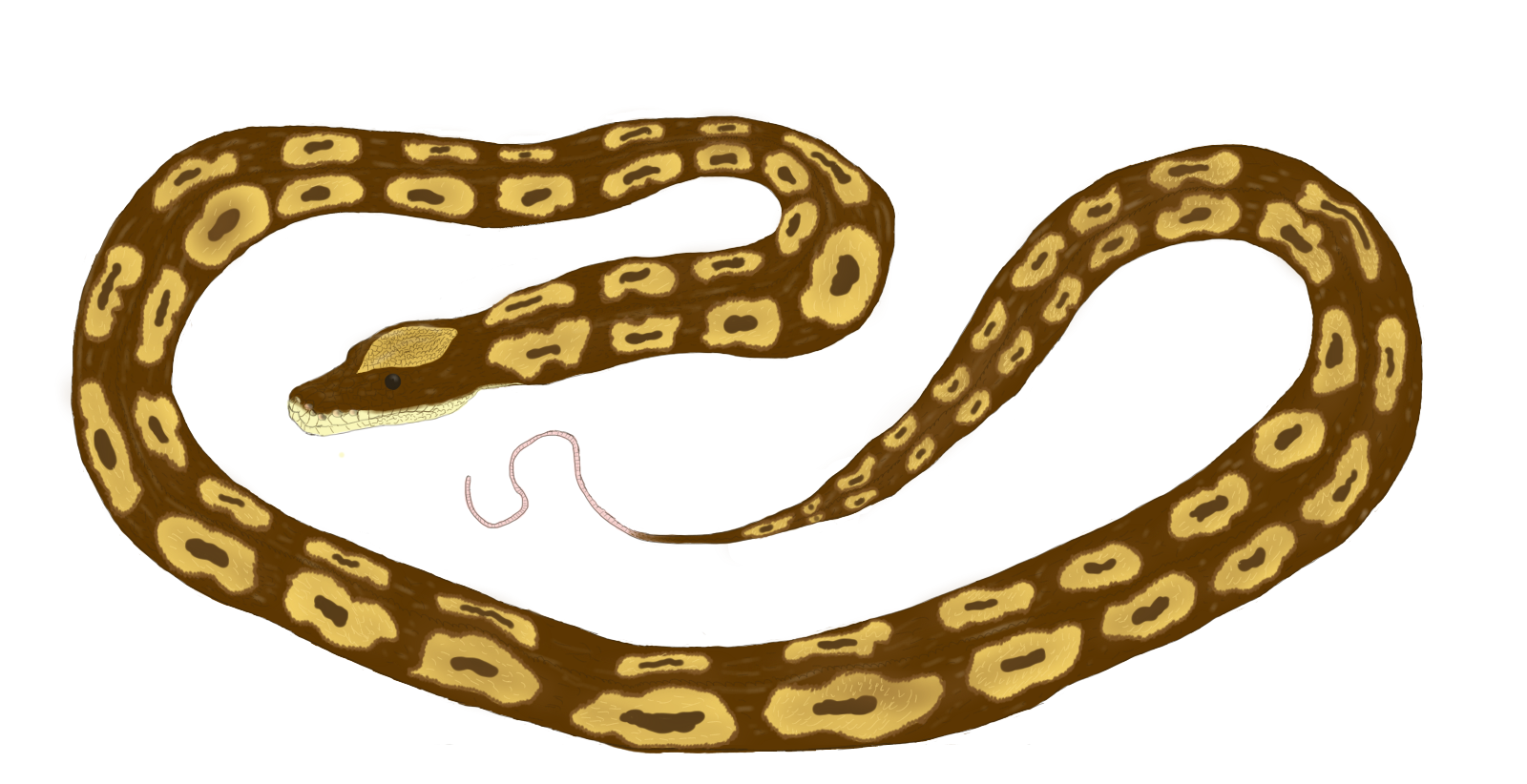 Forest worm-tailed python by FanboyPhilosopher on DeviantArt