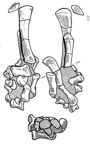 Hadrosaur hand as preserved by GilbertHamilton on DeviantArt