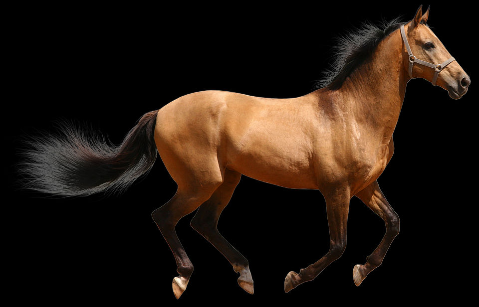 Horsing around (Horse TF) by Draco-Firestorm on DeviantArt