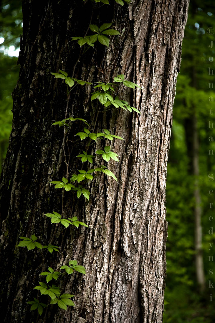 Vines by Riordan on DeviantArt
