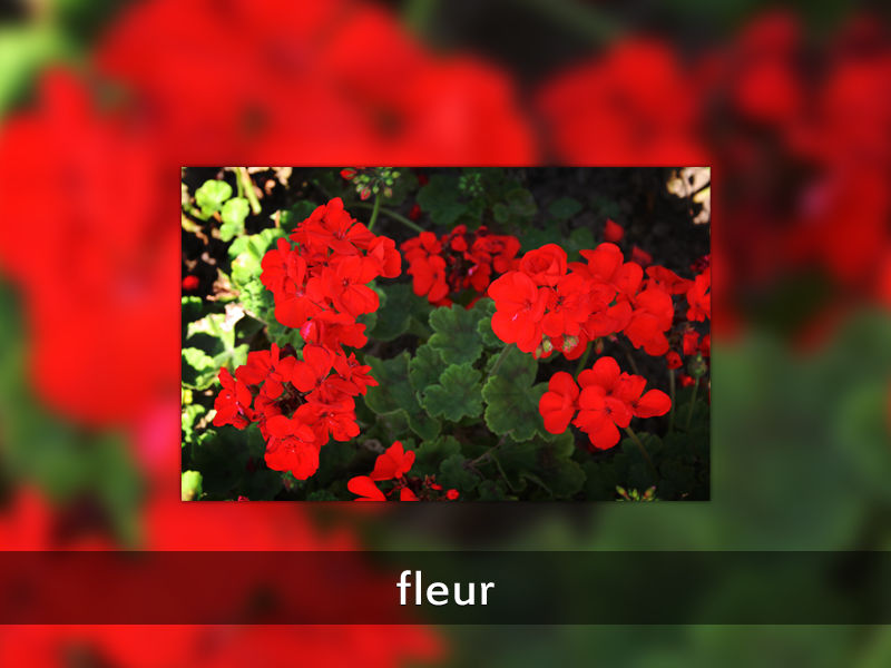 fleur by junseba on DeviantArt
